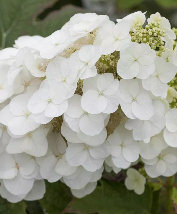 Hydrangea quercifolia 'Pee Wee', Eichenblättr.Hortensie 'Pee Wee ...