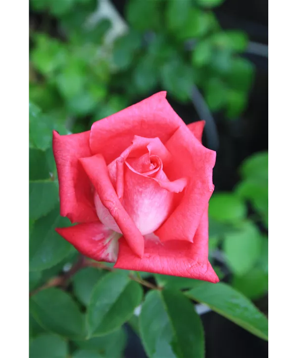 Rosa 'Acapella' -R- TH, Edelrose 'Acapella' -R- - Geschickt Pflanzen