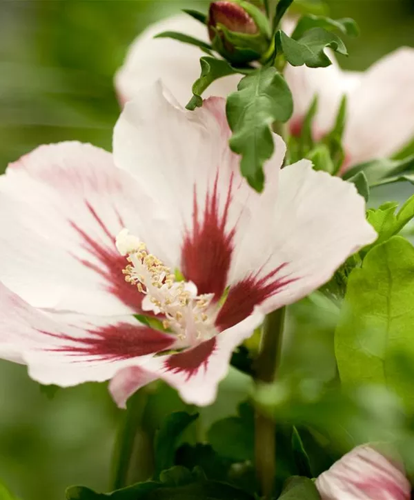 Hibiscus syriacus 'Mathilde', Garteneibisch 'Mathilde' - Geschickt Pflanzen