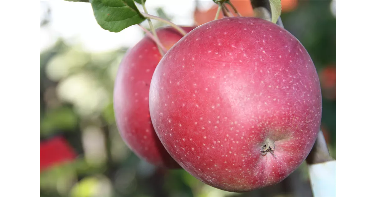 Malus 'Gloster 69' CAC, Apfel 'Gloster 69' mittel - Geschickt Pflanzen