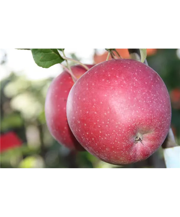Malus 'Gloster 69' CAC, Apfel 'Gloster 69' mittel - Geschickt Pflanzen