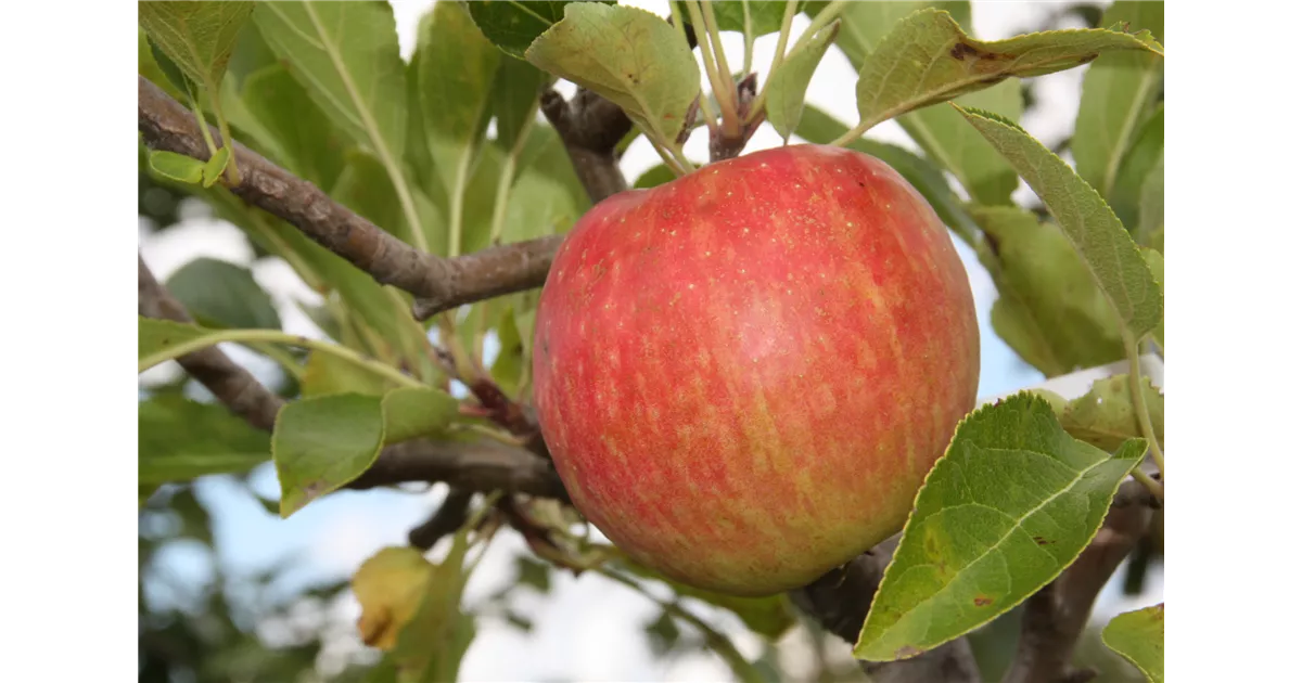 Malus 'Red Falstaff', Spät-Saison-Apfel 'Red Falstaff' - Geschickt Pflanzen