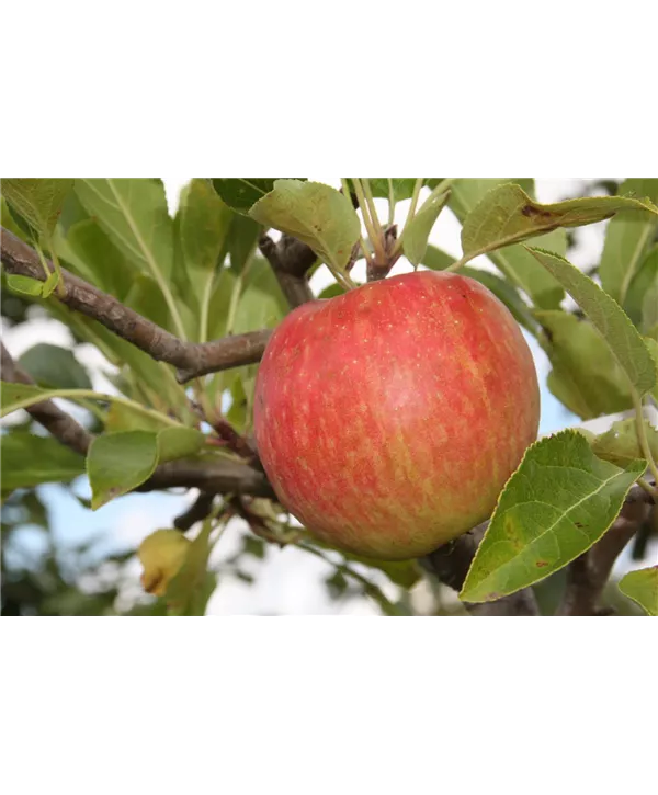 Malus 'Red Falstaff', Spät-Saison-Apfel 'Red Falstaff' - Geschickt Pflanzen