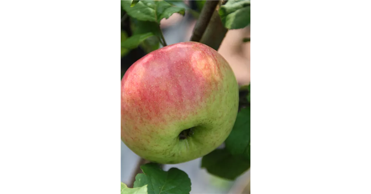 Malus 'Prinz Albrecht von Preußen' CAC, Apfel 'Prinz Albrecht von ... Malus 'Prinz Albrecht von Preußen' CAC, Apfel 'Prinz Albrecht von ...