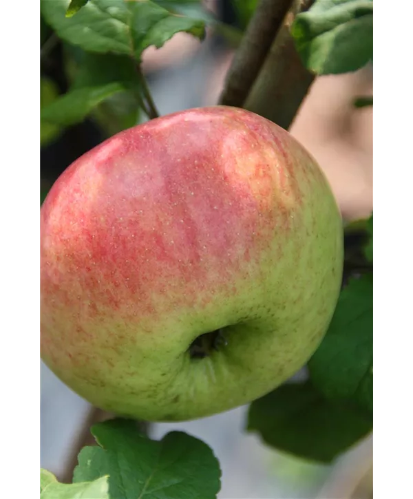 Malus 'Prinz Albrecht von Preußen' CAC, Apfel 'Prinz Albrecht von ...
