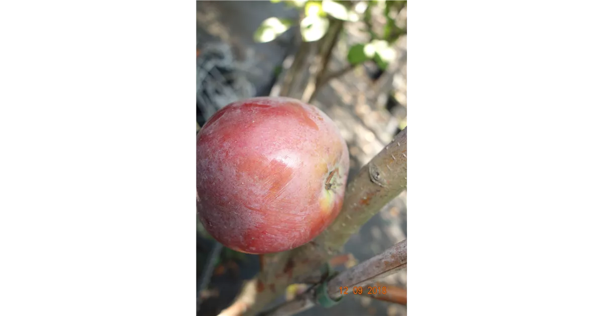 Malus 'Brauner Matapfel' CAC, Apfel 'Brauner Matapfel' spät - Geschickt ...