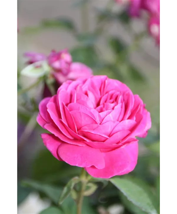 Rosa 'Heidi Klum-Rose' -R-, Beetrose 'Heidi Klum-Rose' -R- - Geschickt ...