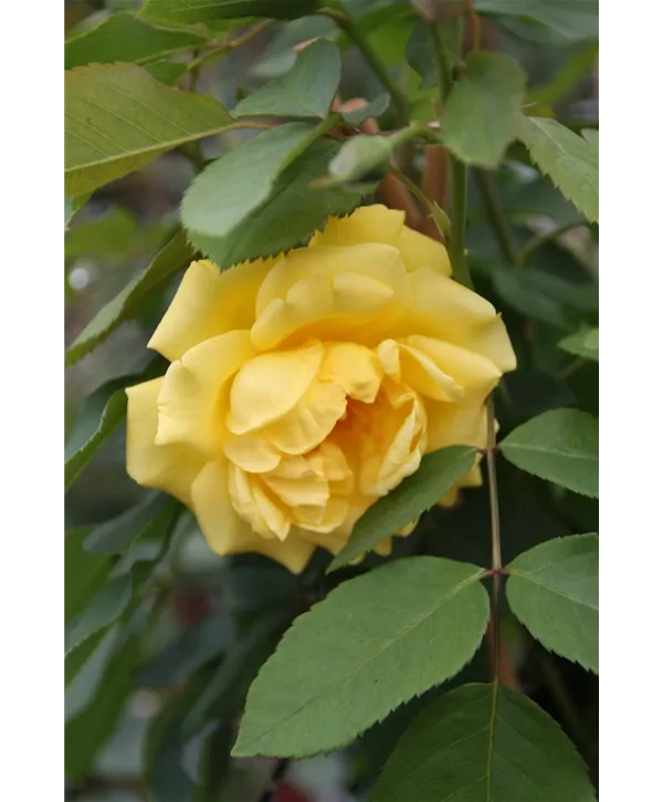 Rosa 'Golden Gate' -R- KL, Kletterrose 'Golden Gate' -R- ADR-Rose ...