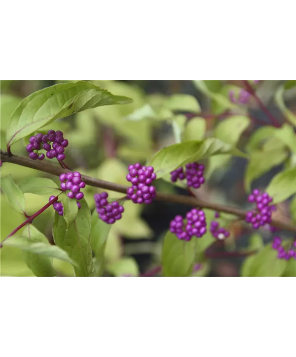 Callicarpa dichotoma 'Issai', Purpur-Schönfrucht 'Issai' - Geschickt ...