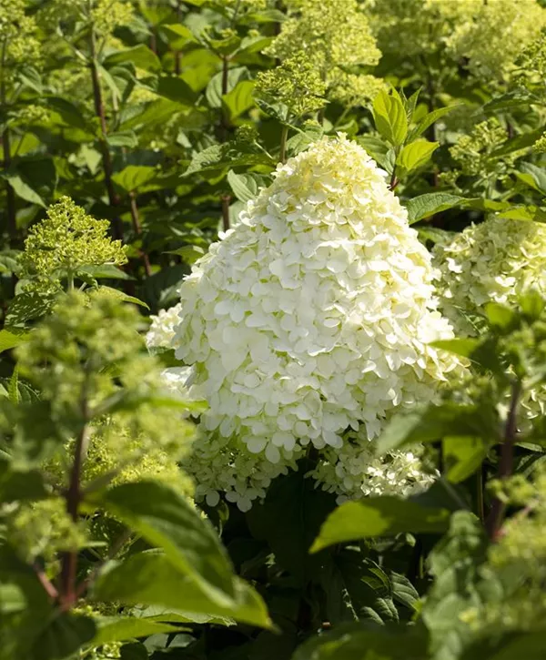Hydrangea paniculata 'Hercules', Rispenhortensie 'Hercules' - Geschickt ...