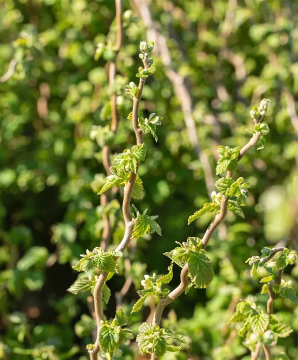 Corylus avellana 'Twister', Haselnuss 'Twister' - Geschickt Pflanzen