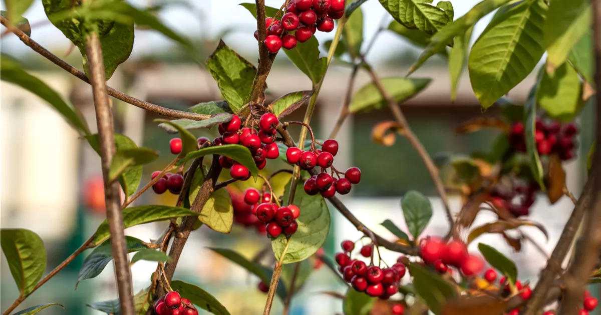 Cotoneaster watereri 'Pendulus', Wintergrüne Hängemispel - Geschickt ...