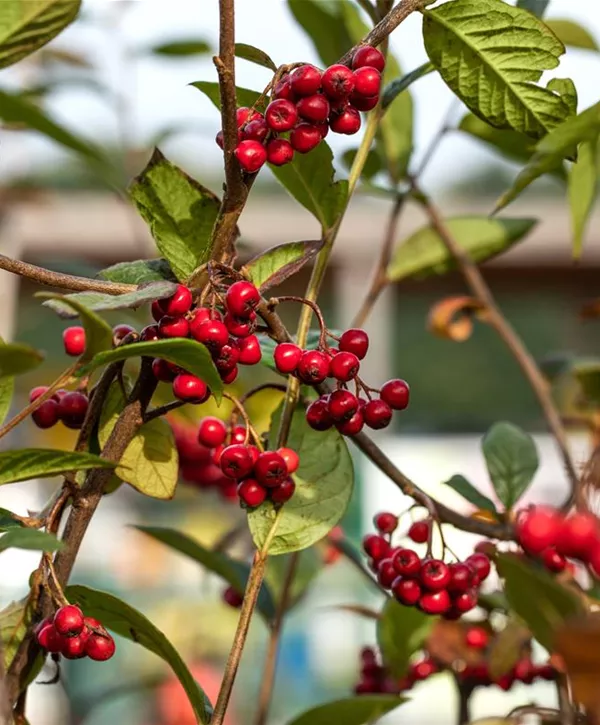 Cotoneaster watereri 'Pendulus', Wintergrüne Hängemispel - Geschickt ...
