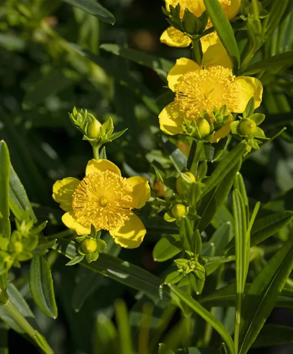 Hypericum kalmianum 'Gemo', Johanniskraut 'Gemo' - Geschickt Pflanzen