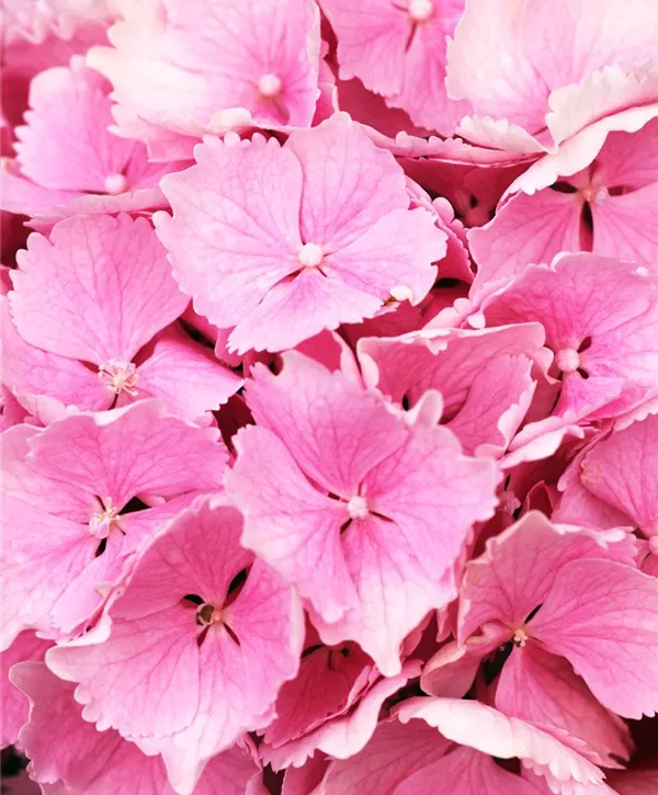 Hydrangea macr.'Everbloom Pink Wonder' -R-, Gartenhort.'Everbloom Pink ...