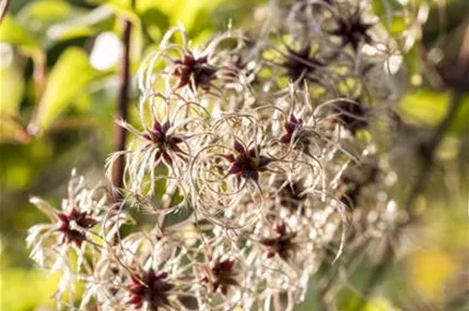 Clematis tangutica 'Helios', Gold-Waldrebe 'Helios' - Geschickt Pflanzen
