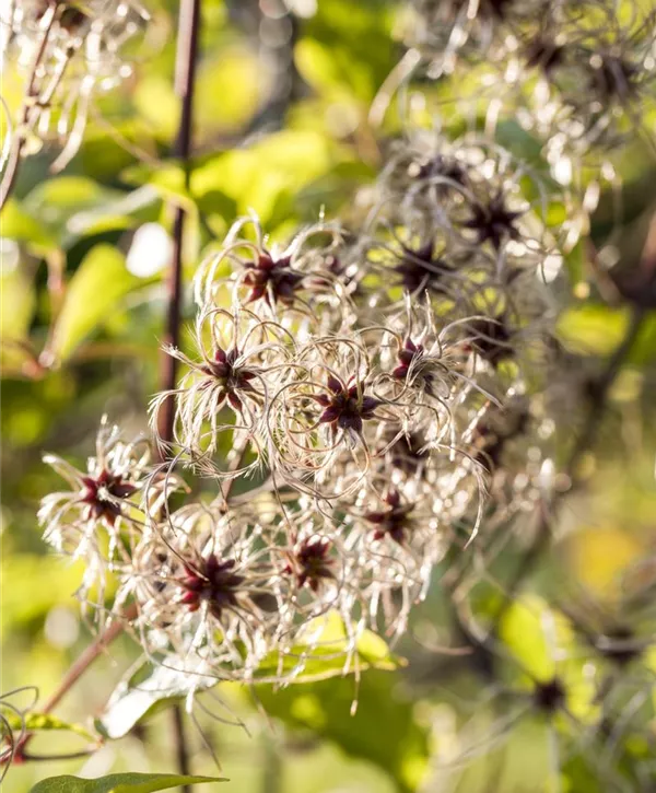 Clematis tangutica 'Helios', Gold-Waldrebe 'Helios' - Geschickt Pflanzen