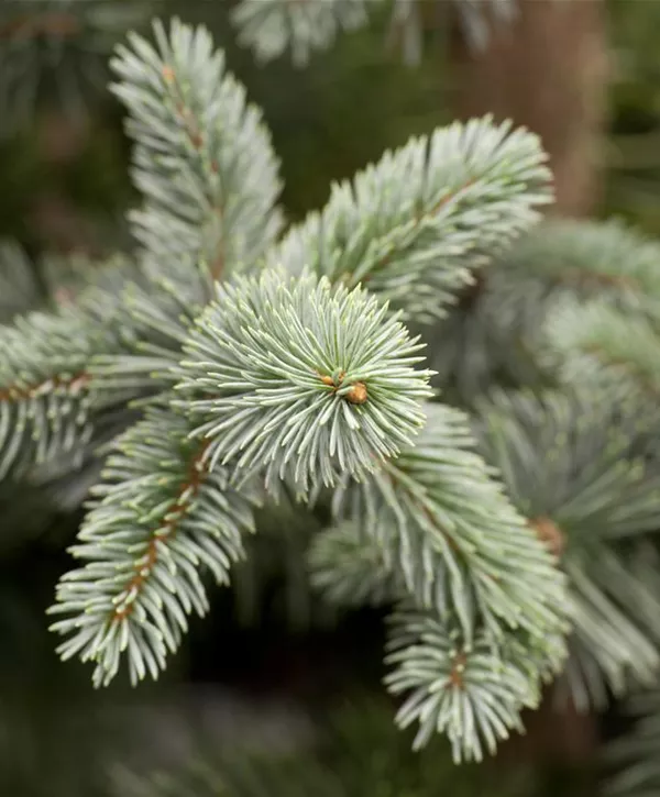 Picea pungens 'Koster', Blaufichte 'Koster' - Geschickt Pflanzen