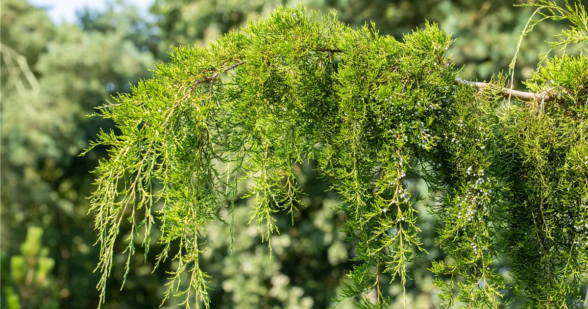 Juniperus virginiana 'Pendula', Virginischer Hängewacholder - Geschickt ...