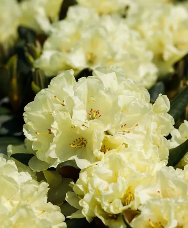 Rhododendron yak.'Centennial Gold', Yaku-Rhododendron 'Centennial Gold ...