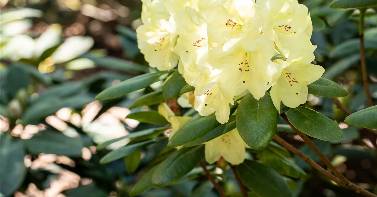 Rhododendron keiskei 'Patty Bee' - Geschickt Pflanzen