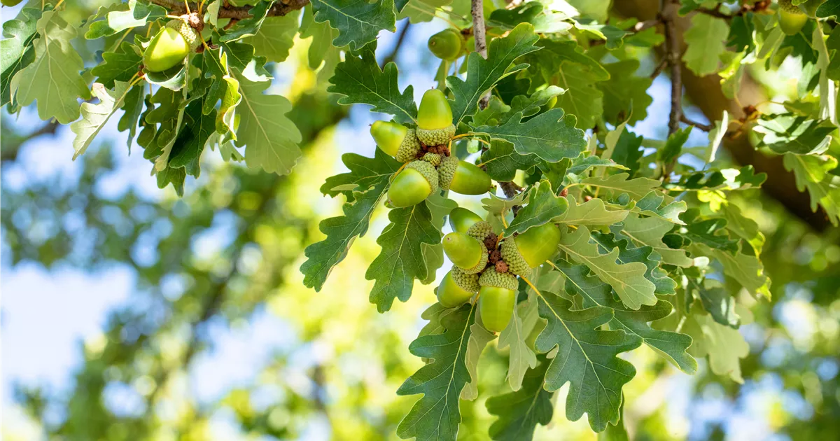 Quercus petraea, Trauben-Eiche - Geschickt Pflanzen