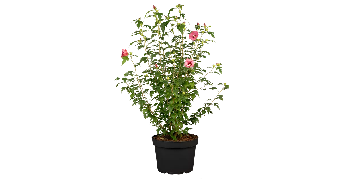 Hibiscus syriacus 'Flower Tower Ruby', Hibiskus 'Flower Tower Ruby ...