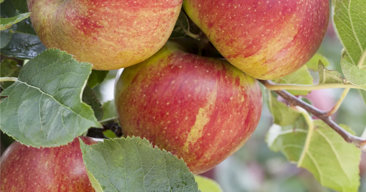 Malus 'Red Aroma', Apfel 'Red Aroma' - Geschickt Pflanzen