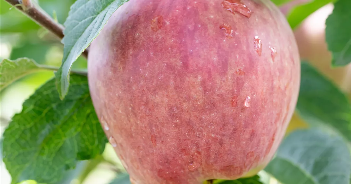 Malus 'Starking Delicious' CAC, Apfel 'Starking Delicious' spät ...