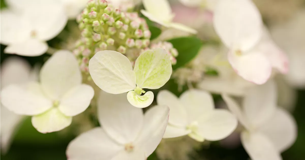 Hydrangea paniculata 'Magical Fire' -R-, Rispenhortensie 'Magical Fire ...