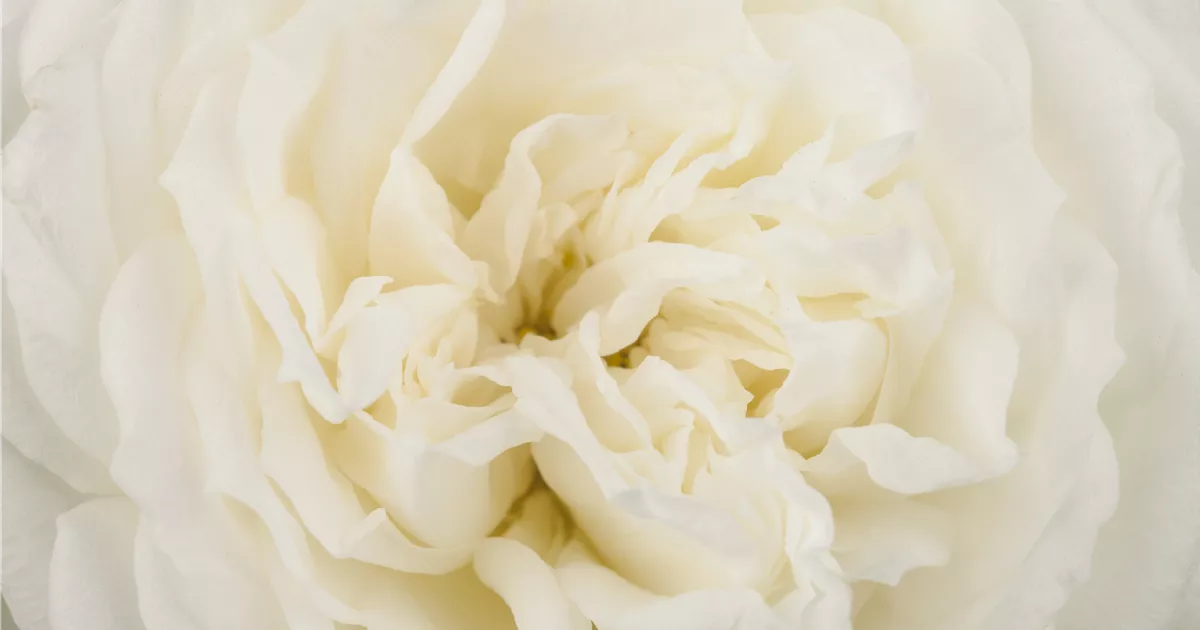 Rosa 'Crystal Fairy', Bodendecker- Rose 'Crystal Fairy' - Geschickt Pflanzen